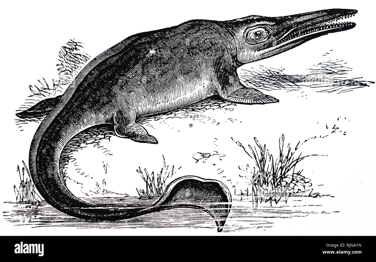 Ichthyosaurus hi-res stock photography and images - Alamy
