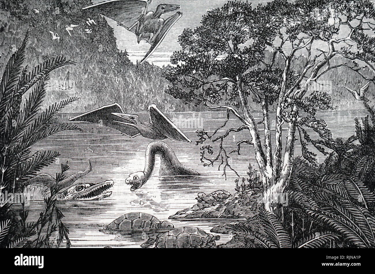 Upper cretaceous period hi-res stock photography and images - Alamy