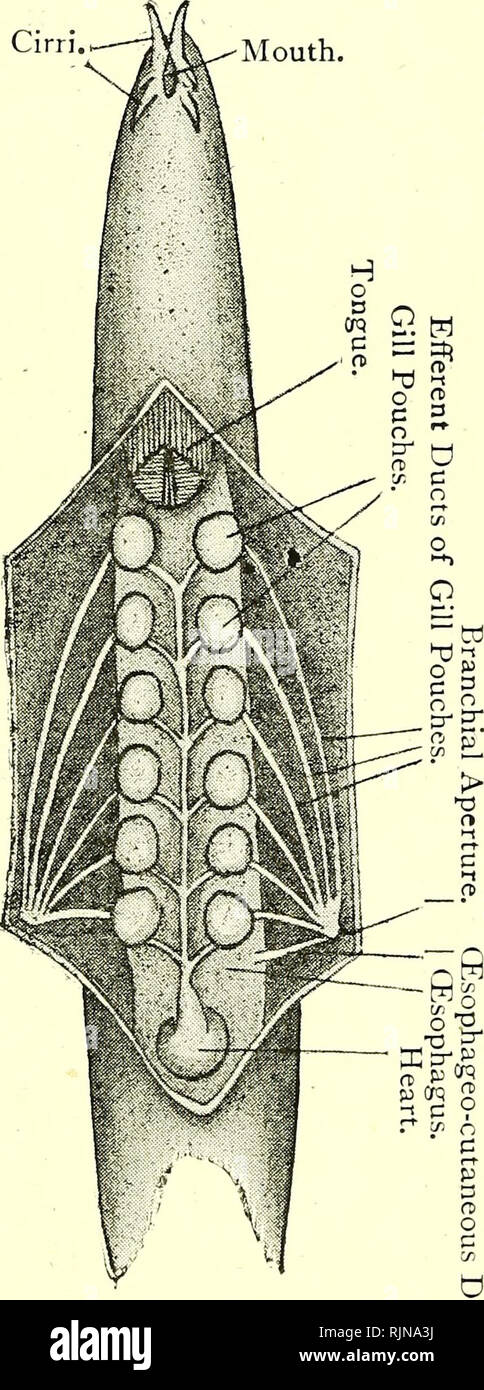 Myxine glutinosa hi-res stock photography and images - Alamy