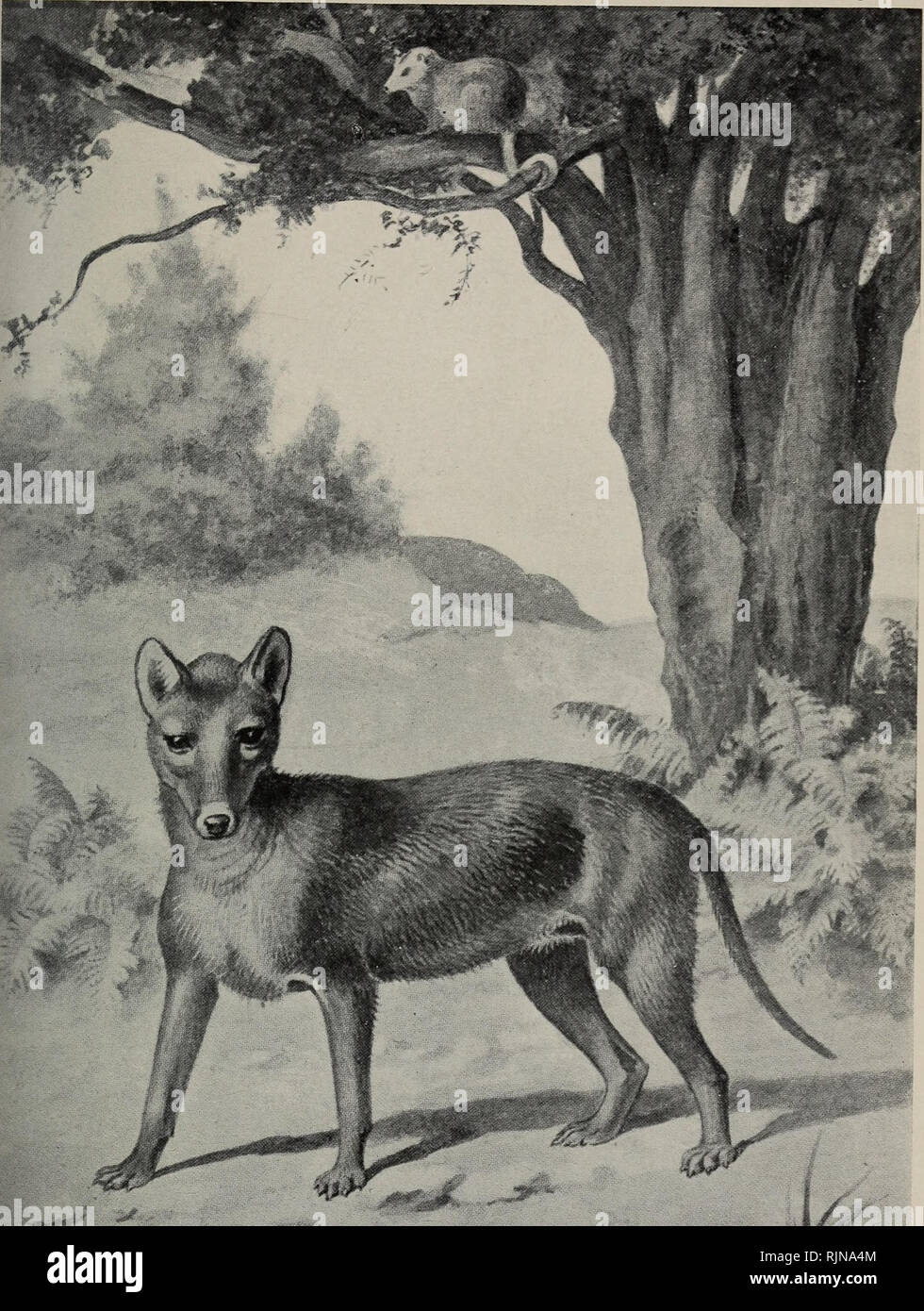 Creodont hi-res stock photography and images - Alamy