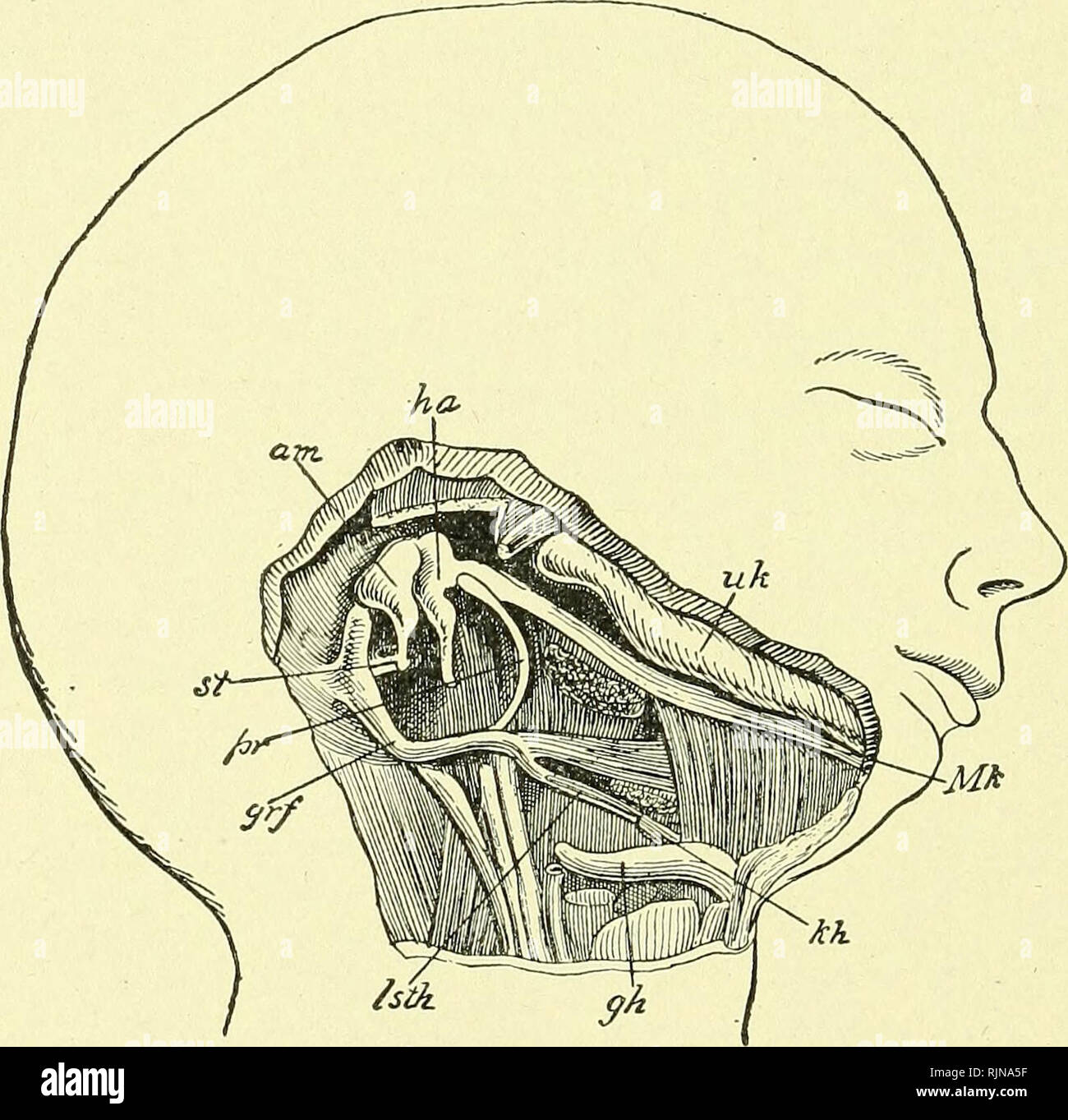 . A text-book of embryology for students of medicine [electronic ...