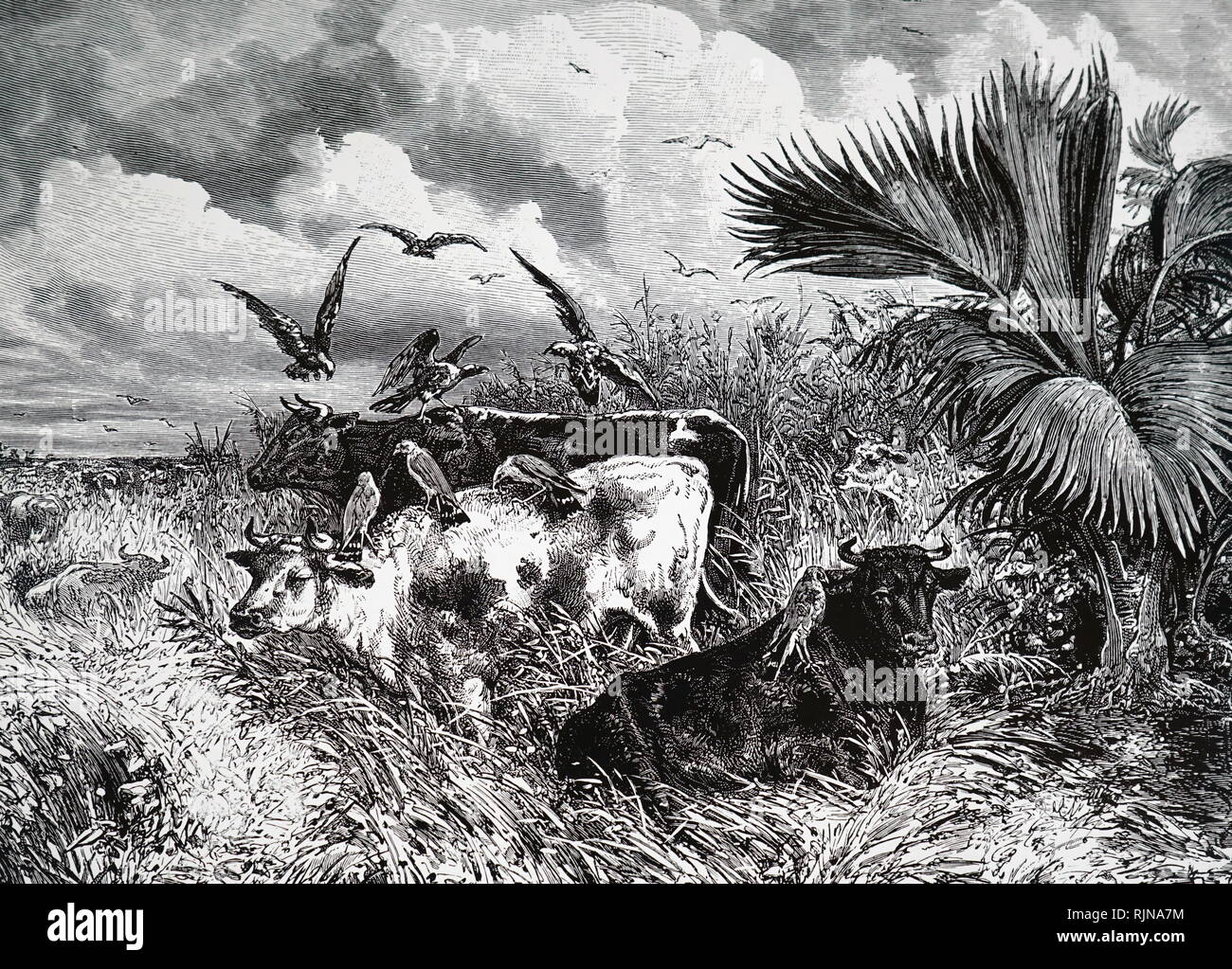Cattle america 19th century hi-res stock photography and images - Alamy