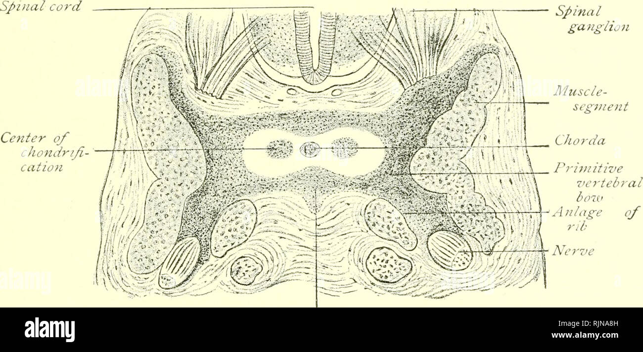 . A text-book of embryology for students of medicine [electronic ...