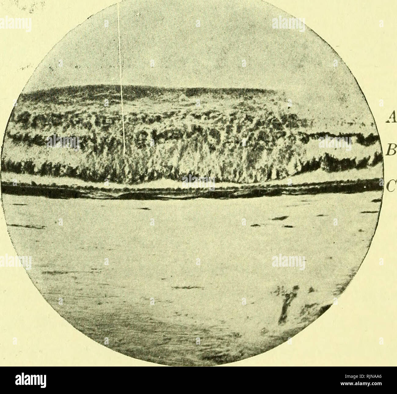 . Pathology and bacteriology [electronic resource]. Ophthalmology; Eye ...