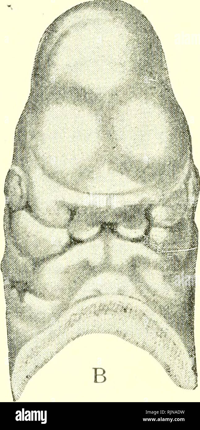 . A text-book of embryology for students of medicine [electronic ...