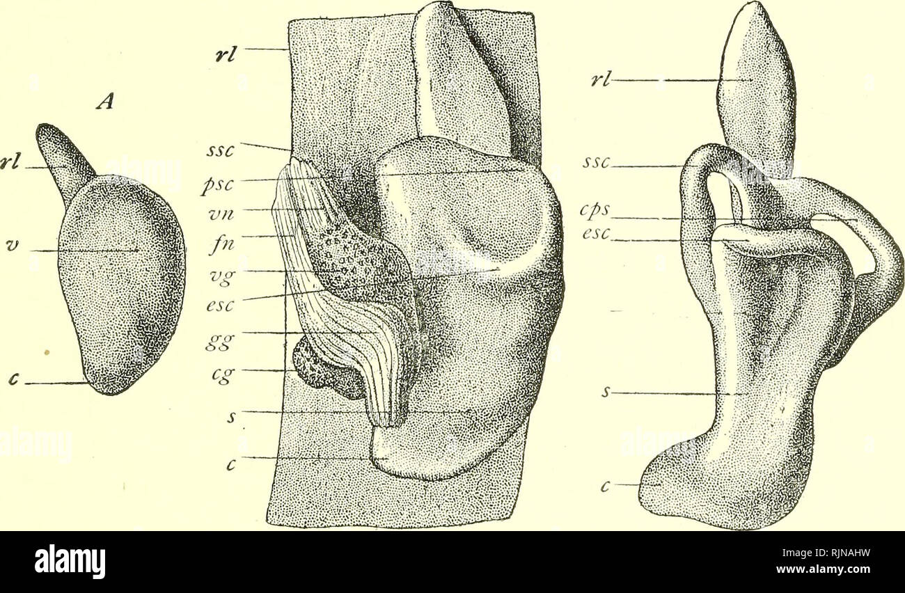 Dorsal projection hi-res stock photography and images - Alamy