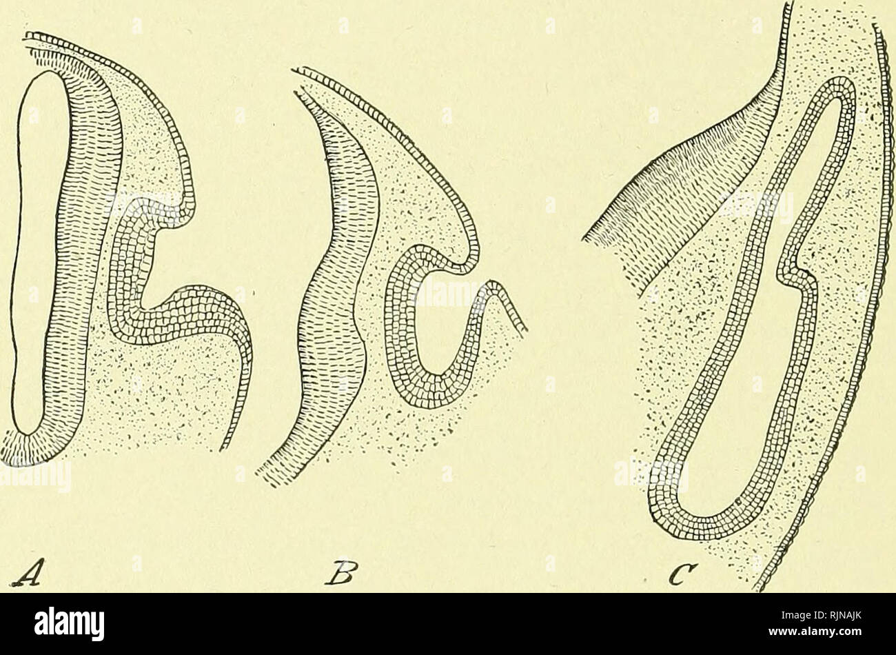 . A text-book of embryology for students of medicine [electronic ...