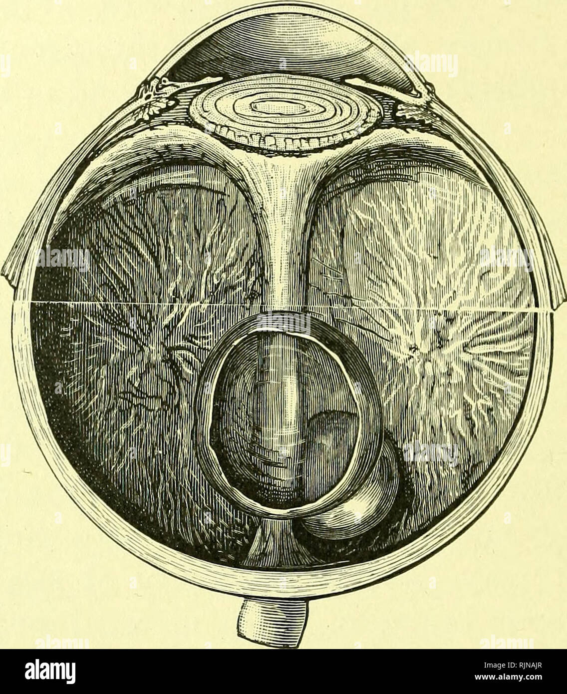 . Pathology and bacteriology [electronic resource]. Ophthalmology; Eye ...