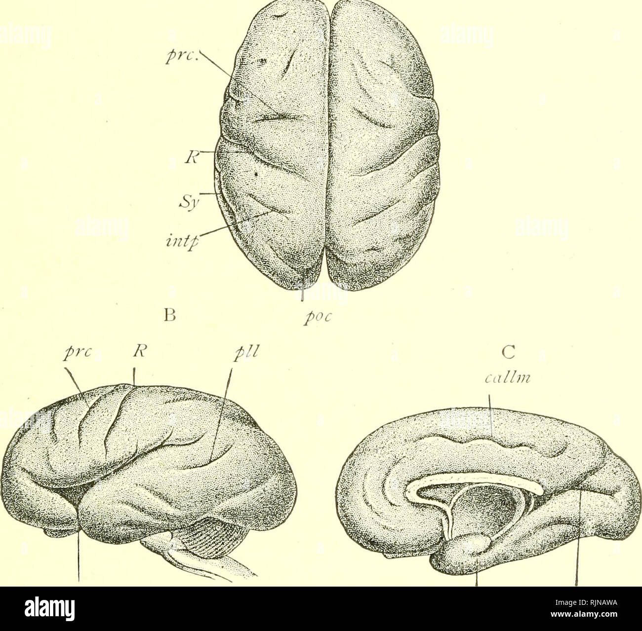 Foramen Of Monro High Resolution Stock Photography and Images - Alamy