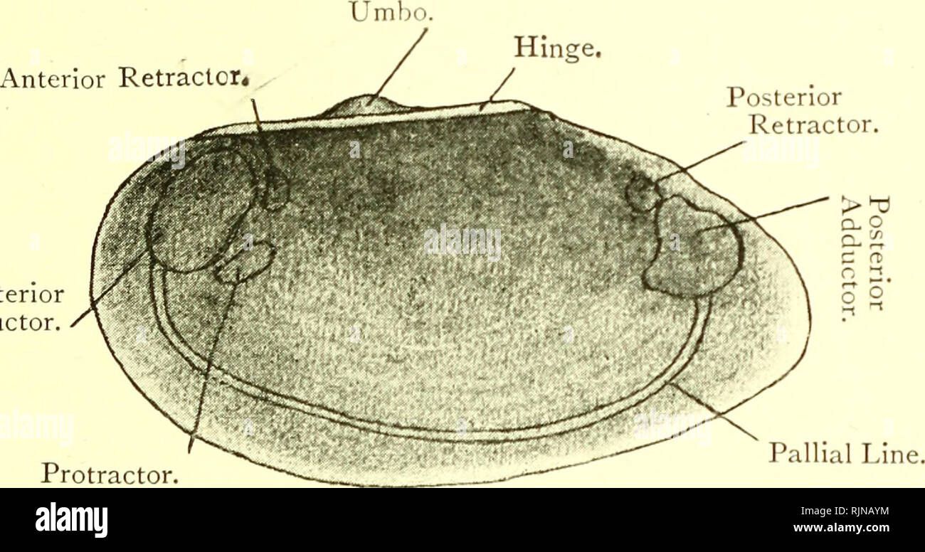 Muscle of the foot posterior view hi-res stock photography and images ...