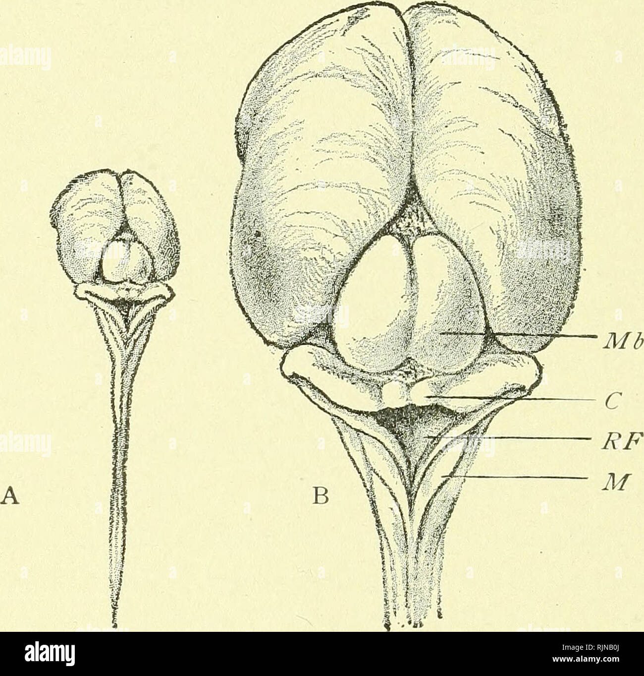 . A text-book of embryology for students of medicine [electronic ...