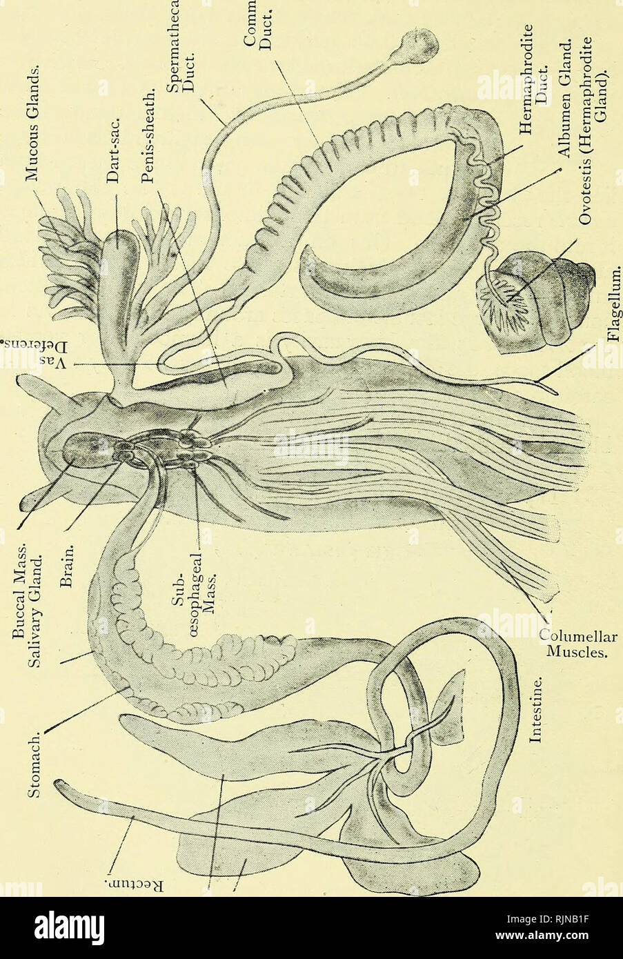 . Elementary text-book of zoology [electronic resource]. Zoology. 266 ...