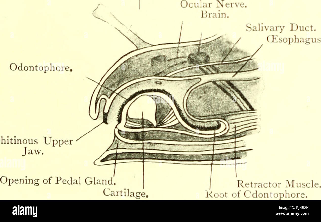 . Elementary text-book of zoology [electronic resource]. Zoology. HELIX ...
