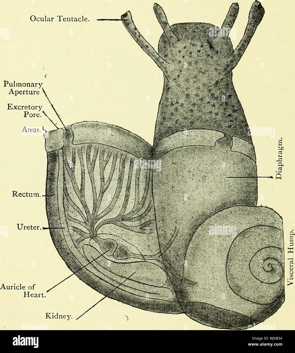 Exposed mantle hi-res stock photography and images - Alamy