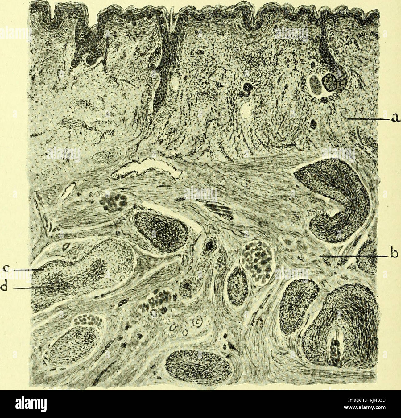 Neuro tissue hi-res stock photography and images - Alamy