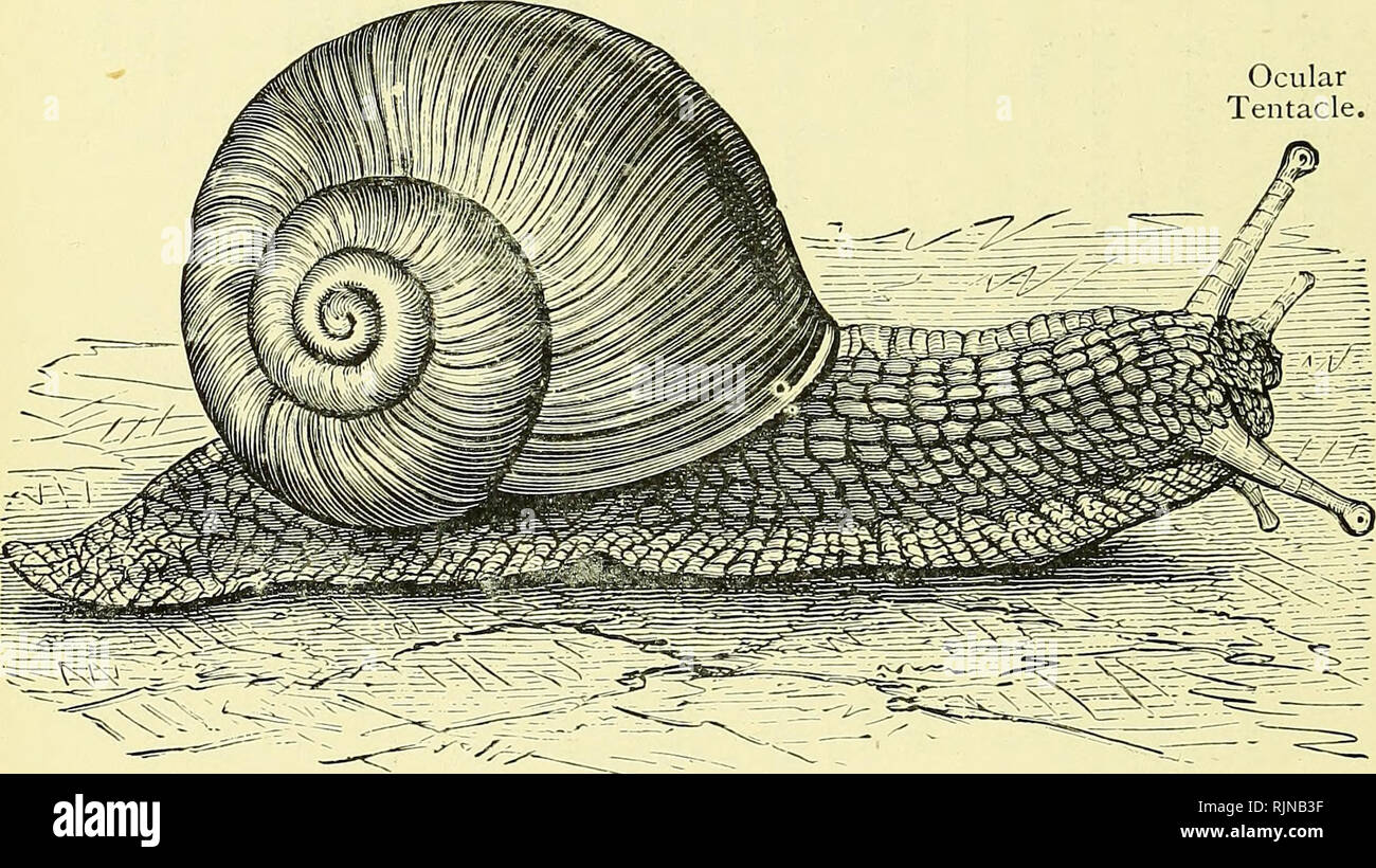 . Elementary text-book of zoology [electronic resource]. Zoology. 262 ...