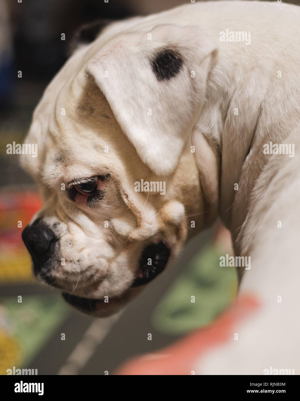 White female boxer close up Stock Photo - Alamy
