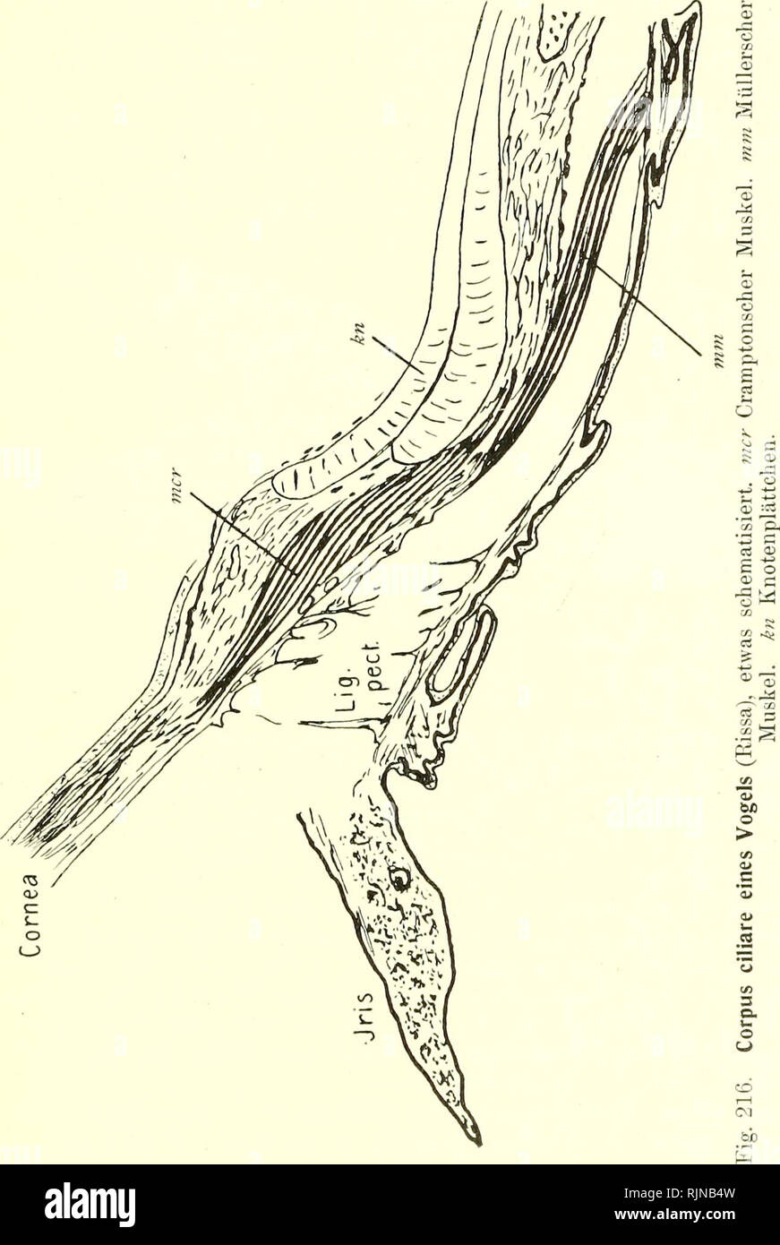 Kompaktes hi-res stock photography and images - Alamy