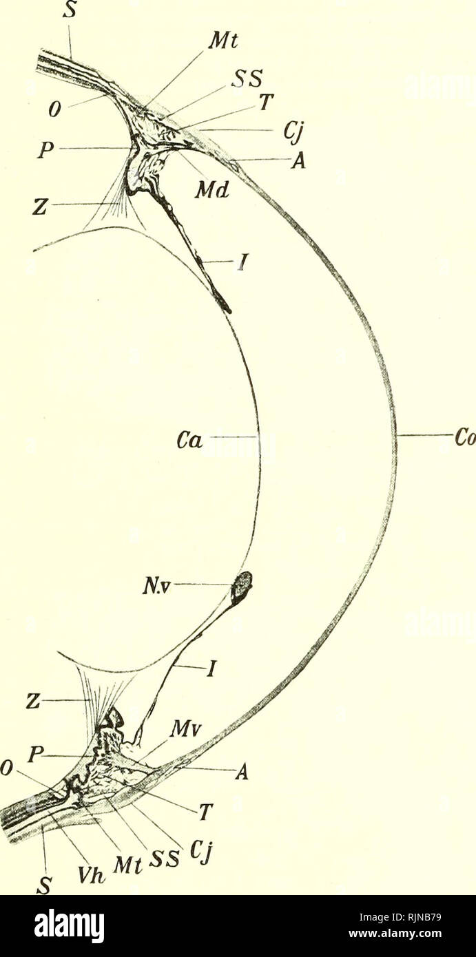 Dann beer hi-res stock photography and images - Alamy