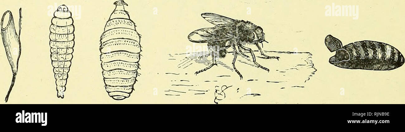 . Elementary text-book of zoology [electronic resource]. Zoology. Male ...