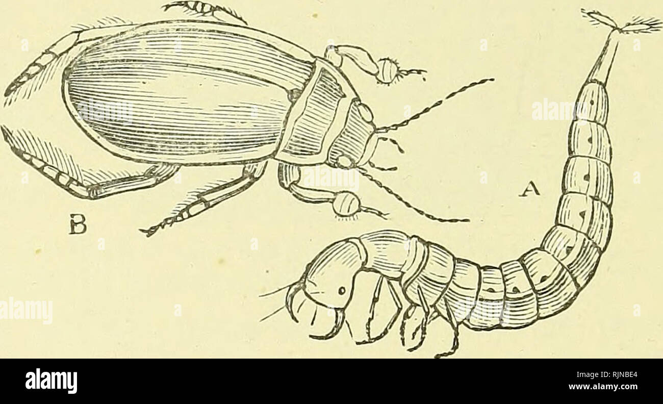 Larvae feeding on larvae of a water beetle hi-res stock photography and ...