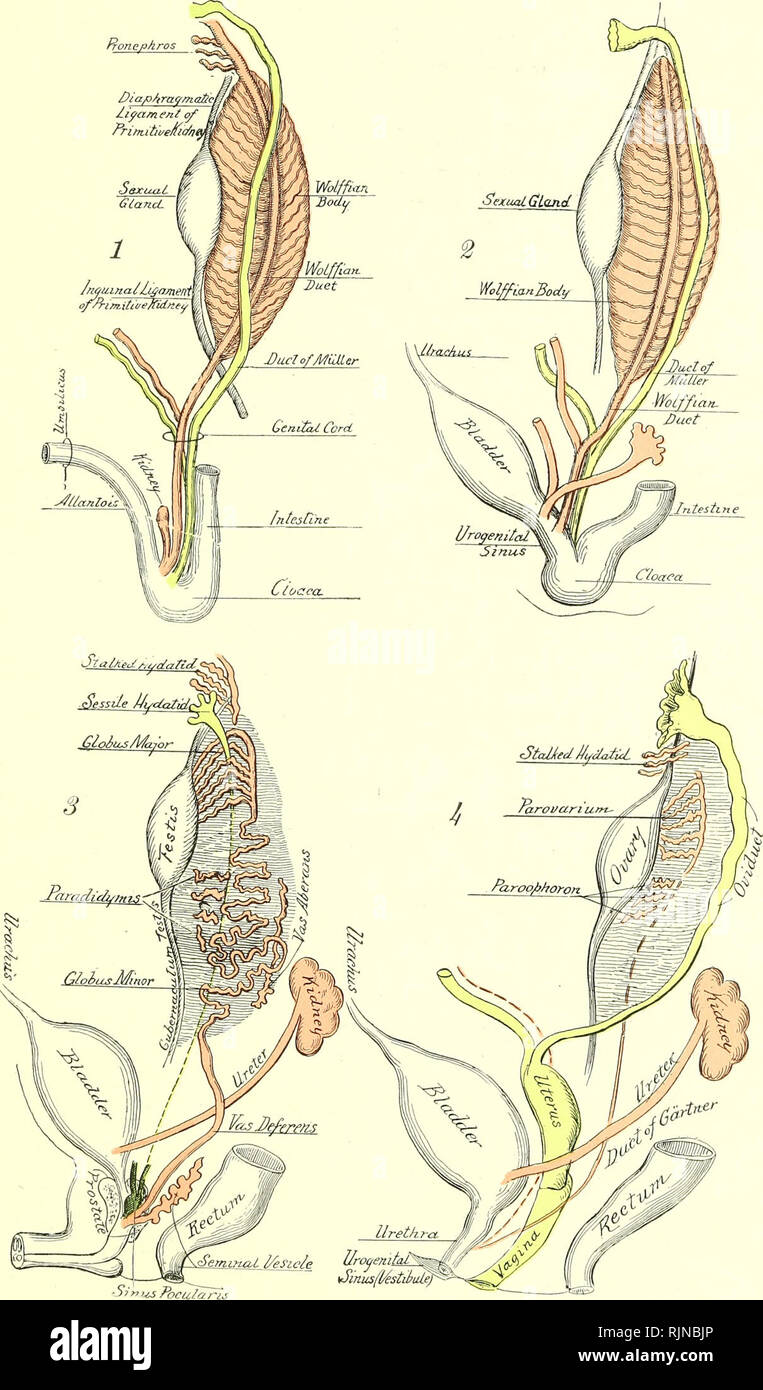 Urinary System Embryology Urinary System And Kidney: Development