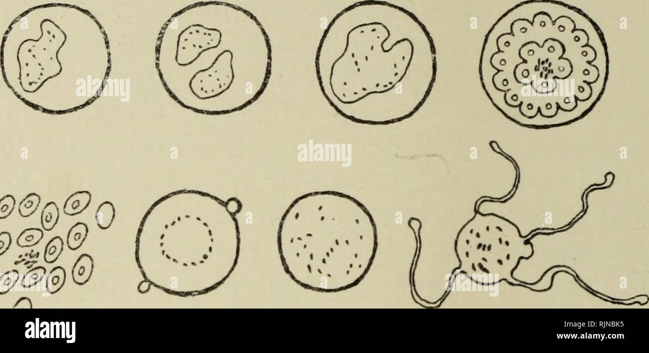 . Bacteriology and the public health. Bacteriology; Public health ...