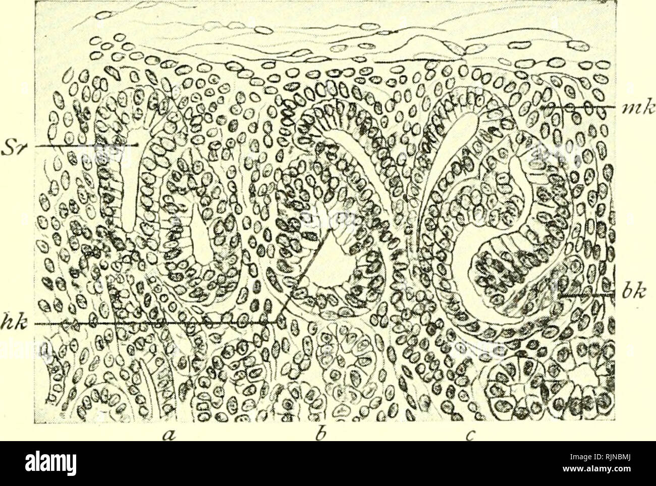 Nephrogenic zone hi-res stock photography and images - Alamy