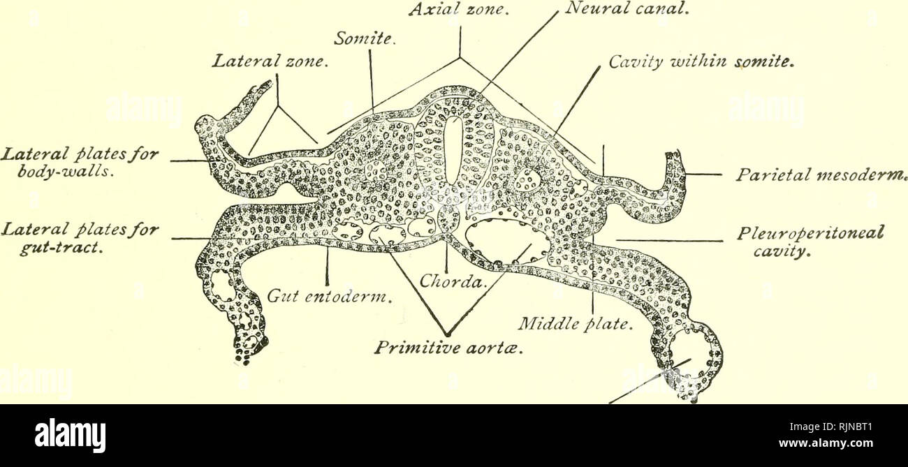Mesothelium hi-res stock photography and images - Alamy
