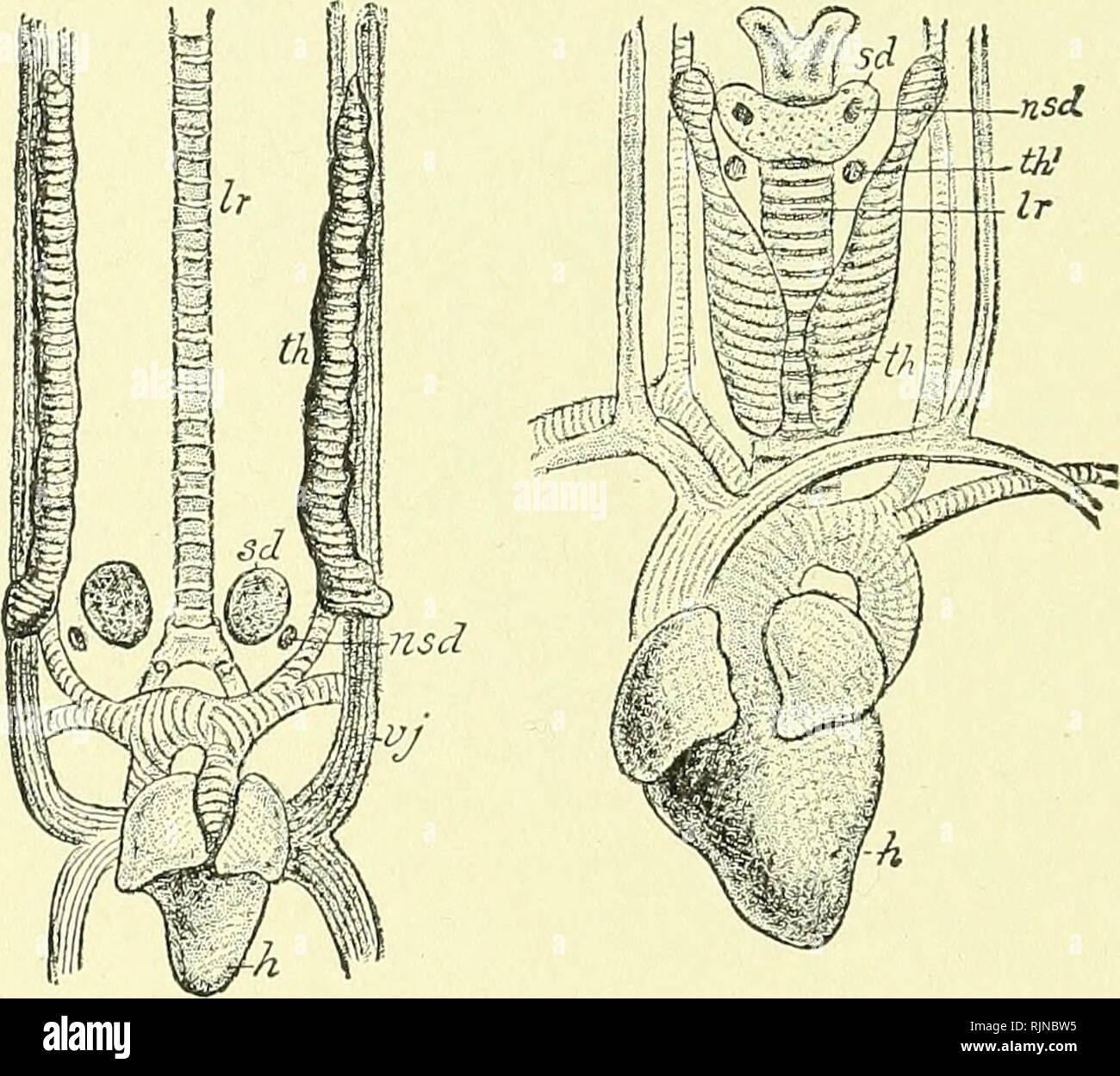 Pyramidal process of thyroid hi-res stock photography and images - Alamy