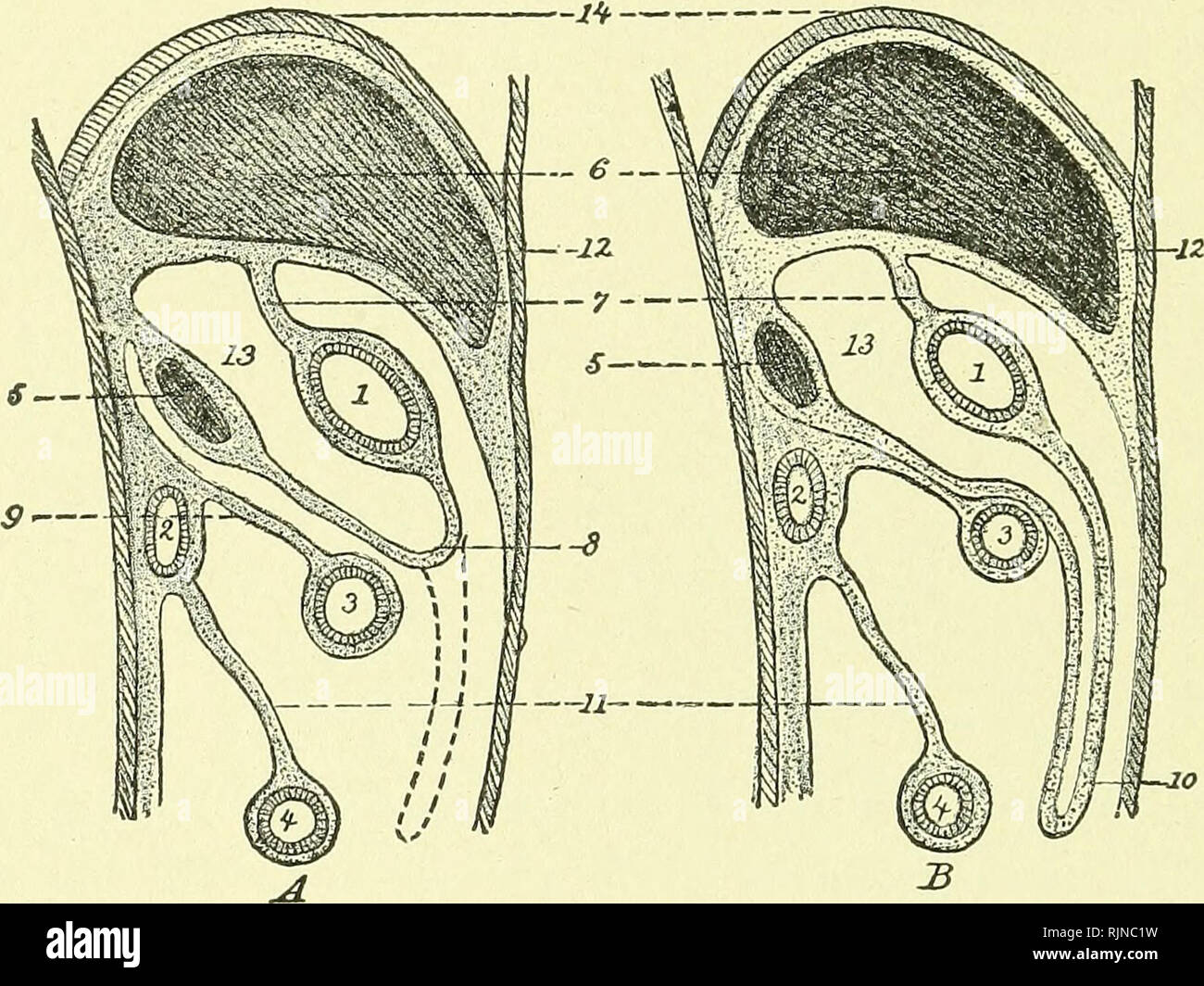 . A text-book of embryology for students of medicine [electronic ...