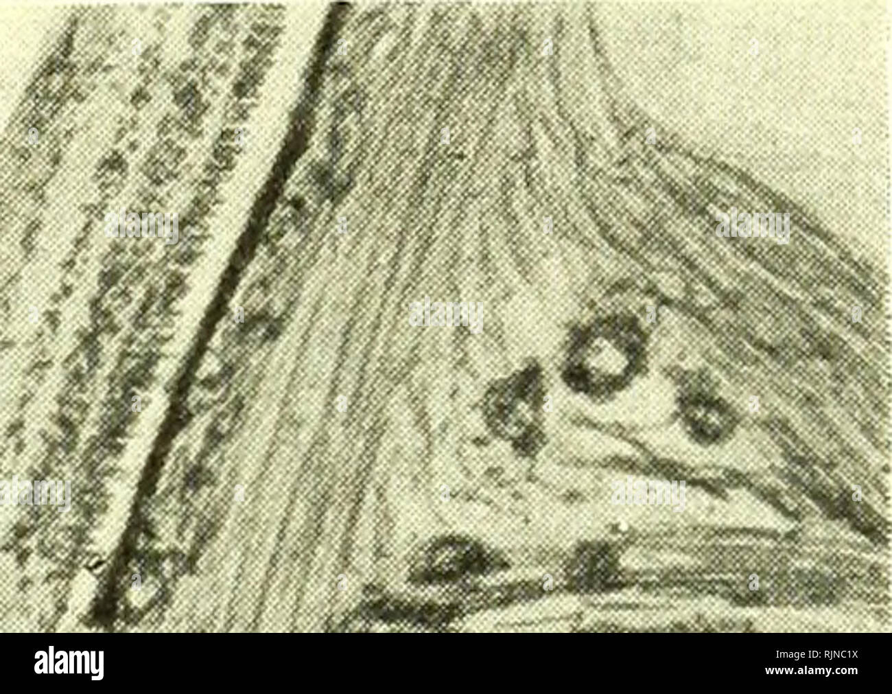 . Pathology and bacteriology [electronic resource]. Ophthalmology; Eye ...