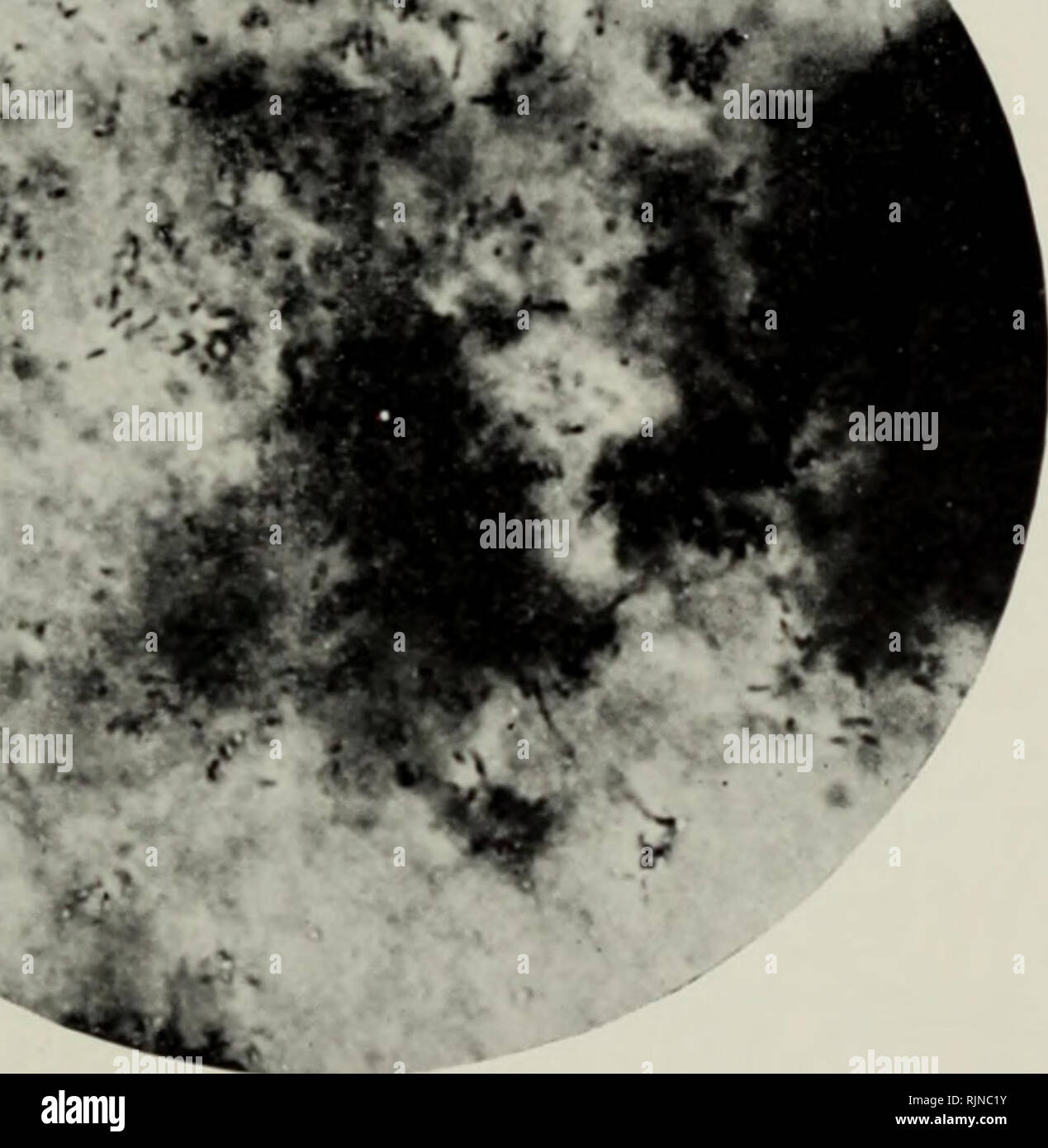 . Bacteriology and the public health. Bacteriology; Public health ...