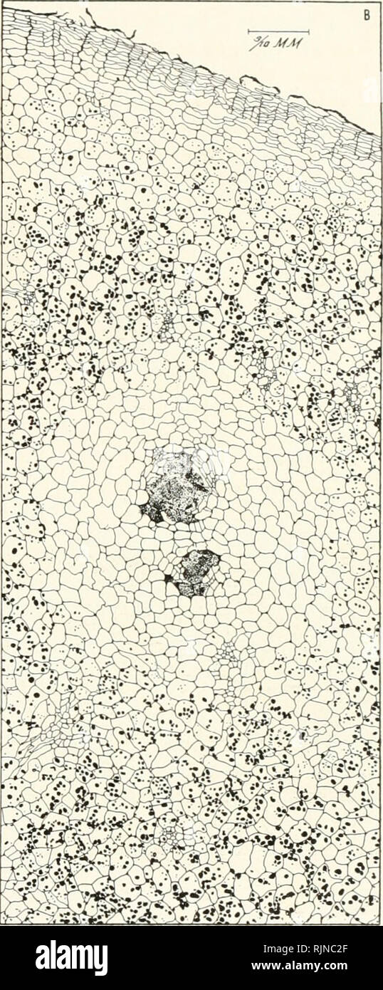 Starch containing cells from potato hi-res stock photography and images ...