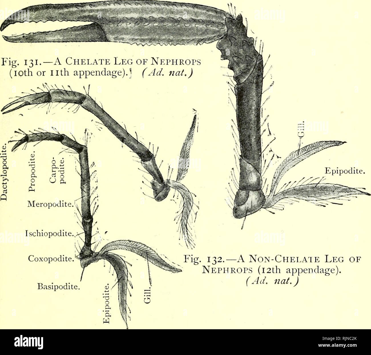 Three Pairs Of Jointed Legs High Resolution Stock Photography and ...