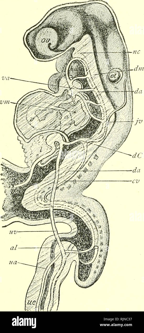 . A text-book of embryology for students of medicine [electronic ...