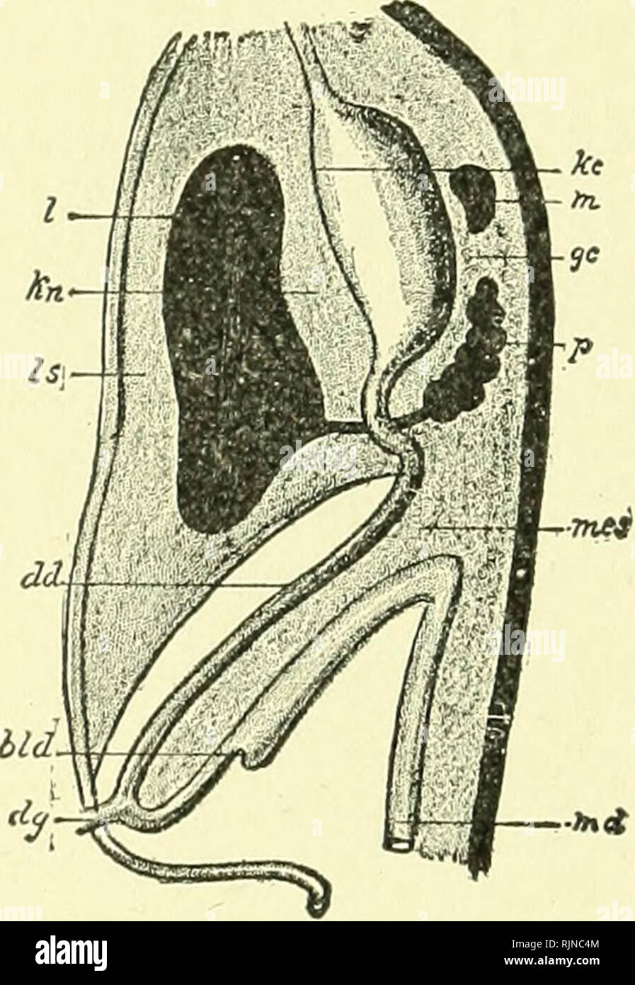 . A text-book of embryology for students of medicine [electronic ...