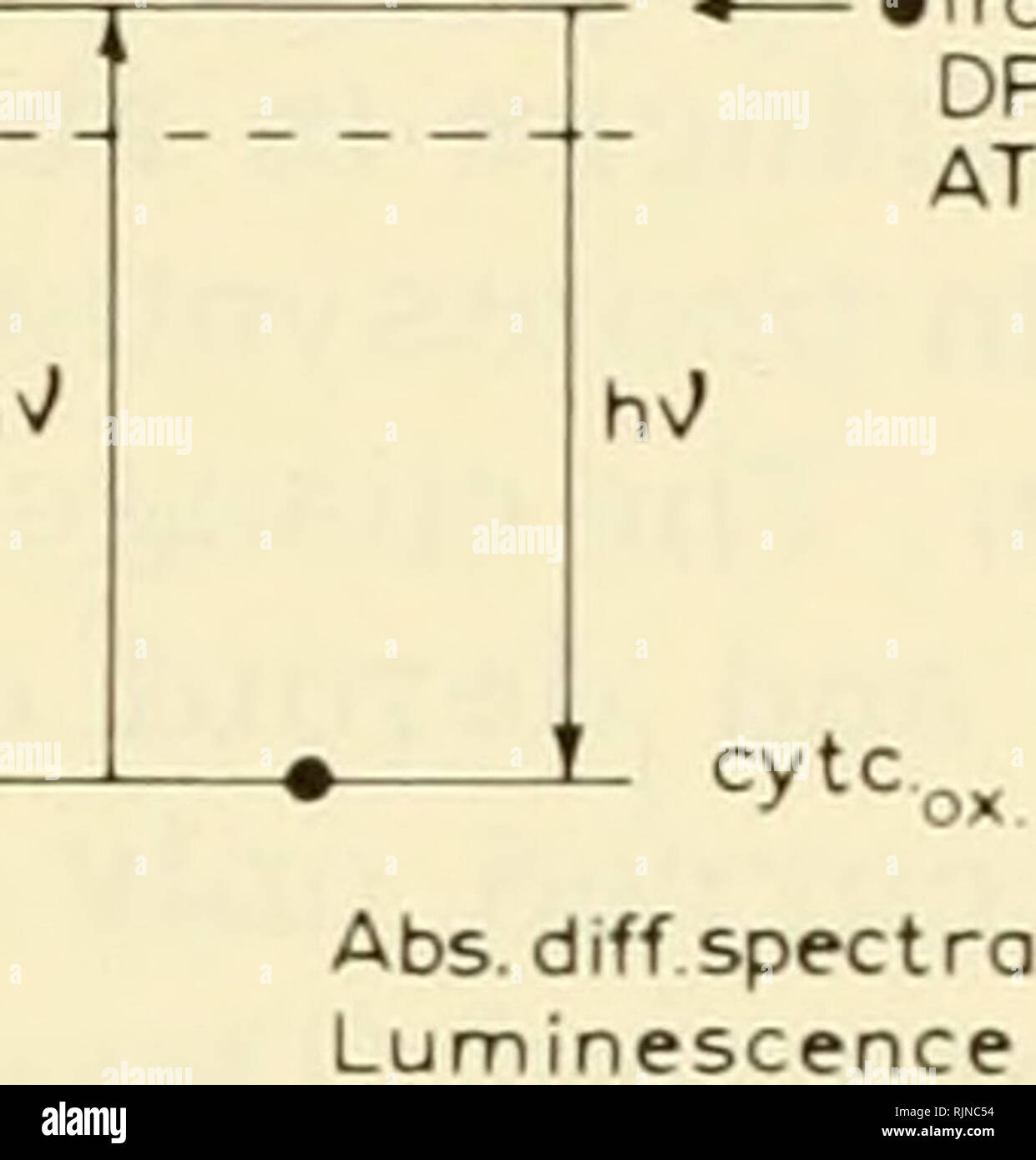 Bacteriochlorophyll c hi-res stock photography and images - Alamy