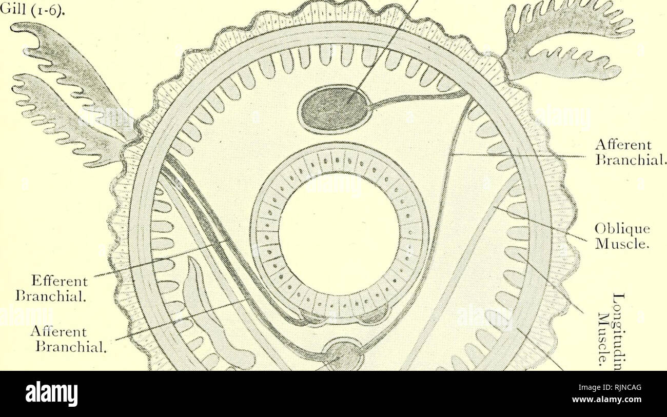 Blood vessel lumen widens hi-res stock photography and images - Alamy