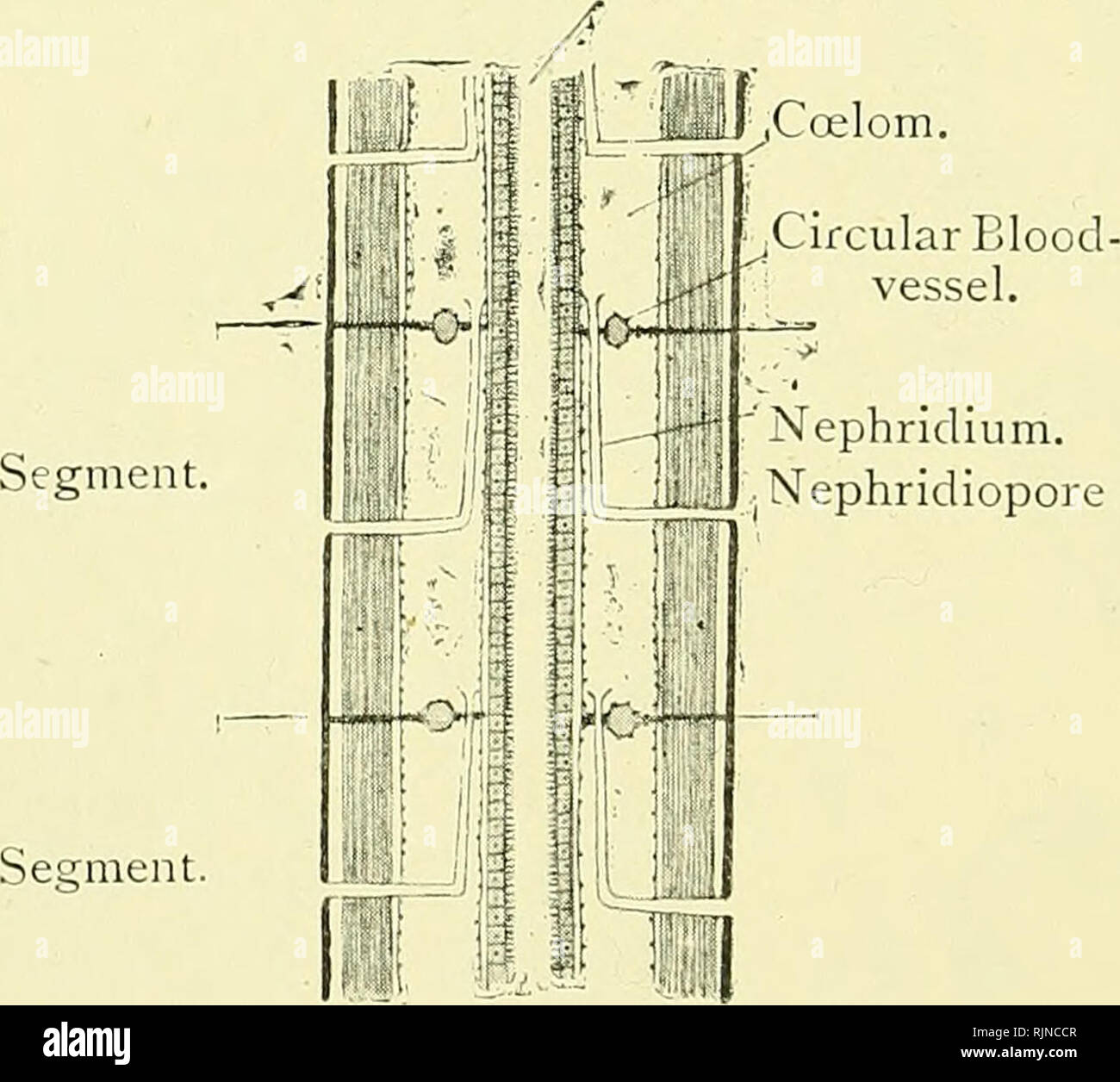 . Elementary text-book of zoology [electronic resource]. Zoology. Nerve ...