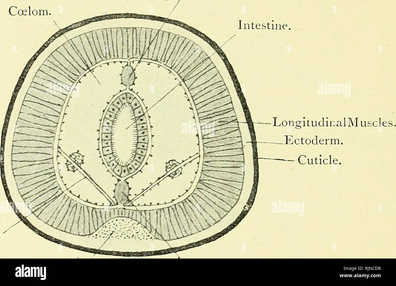 . Elementary text-book of zoology [electronic resource]. Zoology. i8o ...