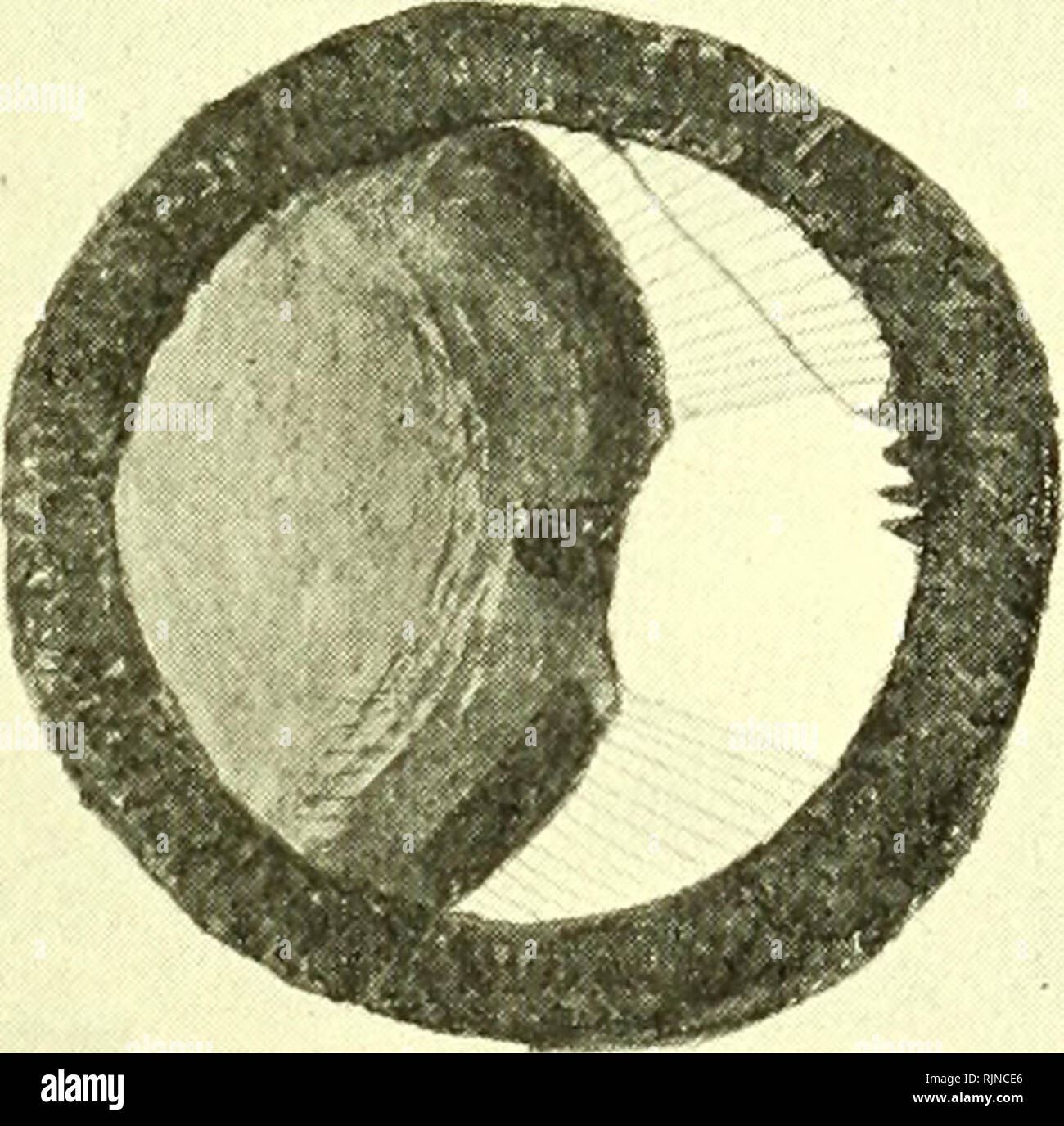 . Pathology and bacteriology [electronic resource]. Ophthalmology; Eye ...
