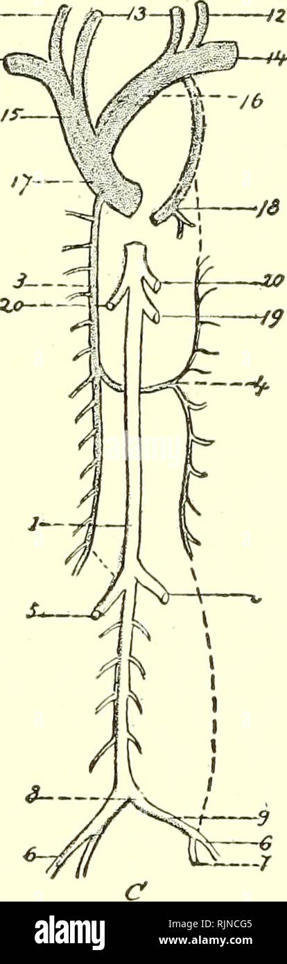 . A text-book of embryology for students of medicine [electronic ...