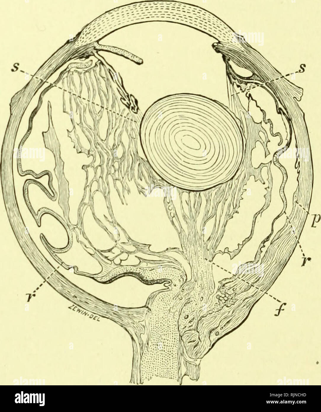 Fibrous disc hi-res stock photography and images - Alamy