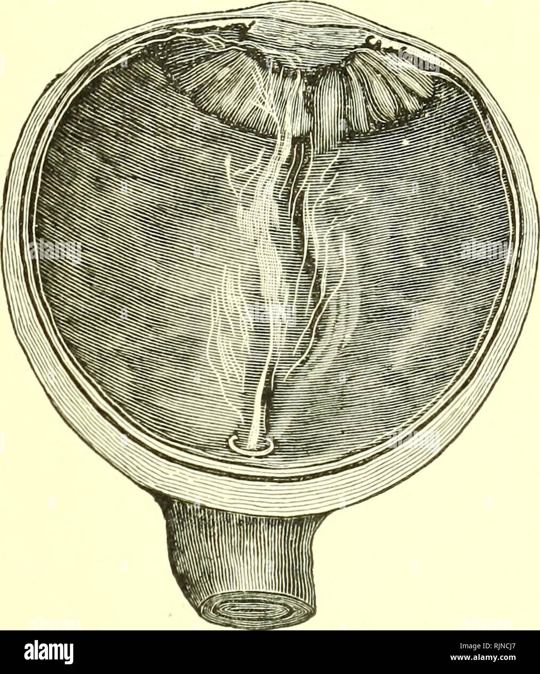 . Pathology and bacteriology [electronic resource]. Ophthalmology; Eye ...