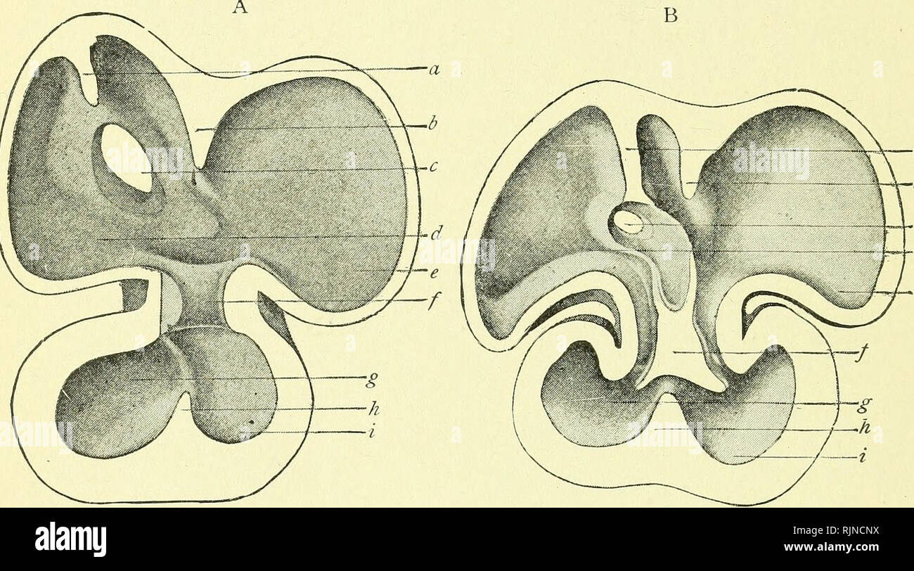 Fossa ovalis hi-res stock photography and images - Alamy