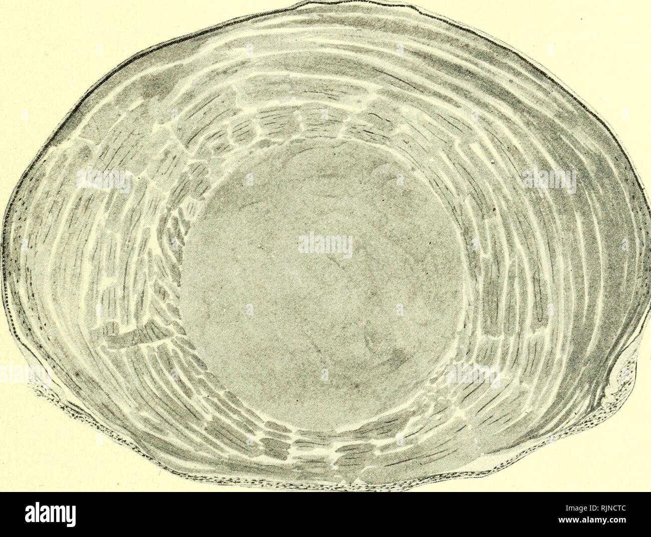 . Pathology and bacteriology [electronic resource]. Ophthalmology; Eye ...