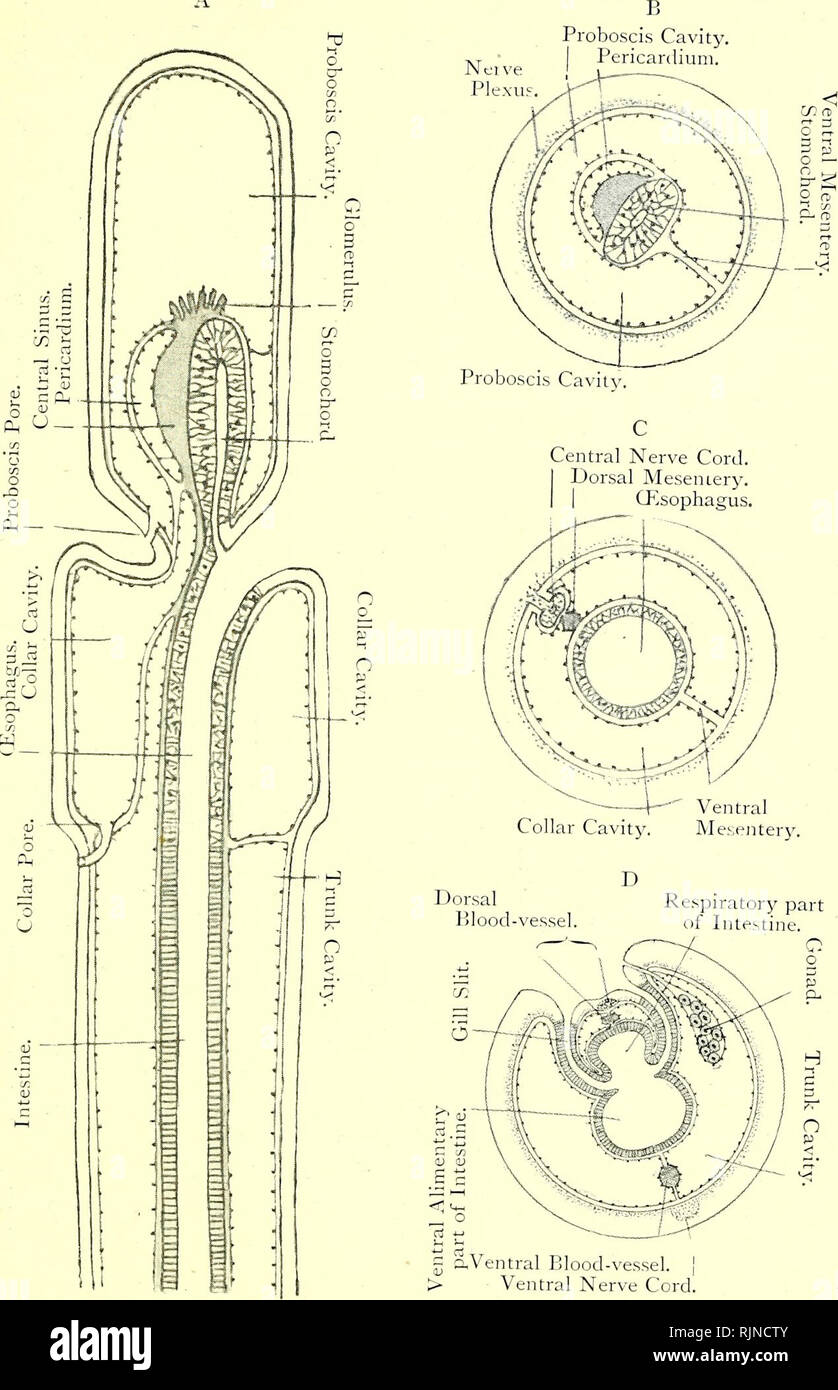 Balanoglossus hi-res stock photography and images - Alamy