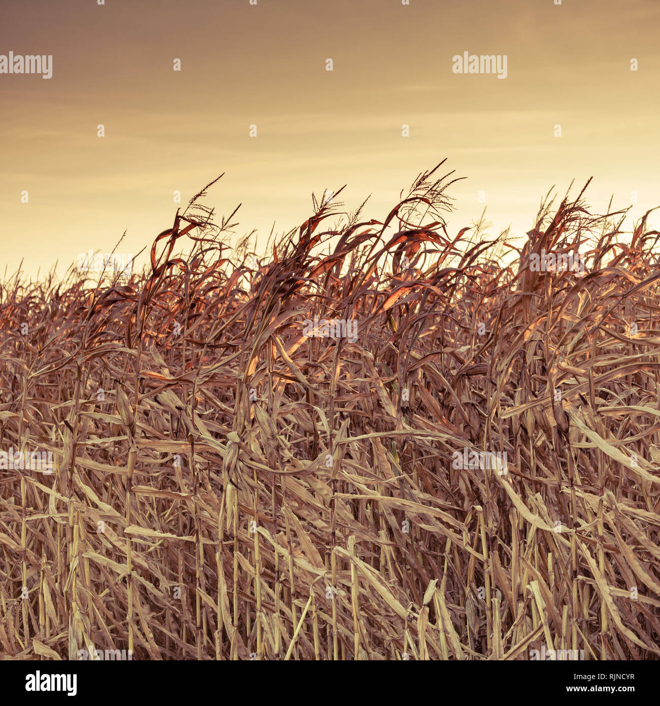 Dry corn field at the sunset. Rural landscape. Filtered photo Stock ...
