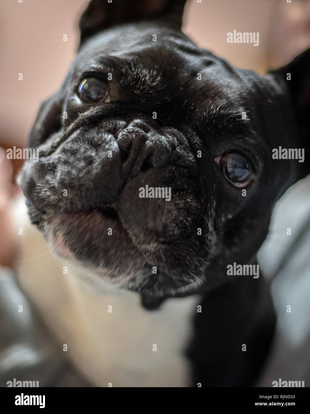 Close up front view concentrated hi-res stock photography and images ...